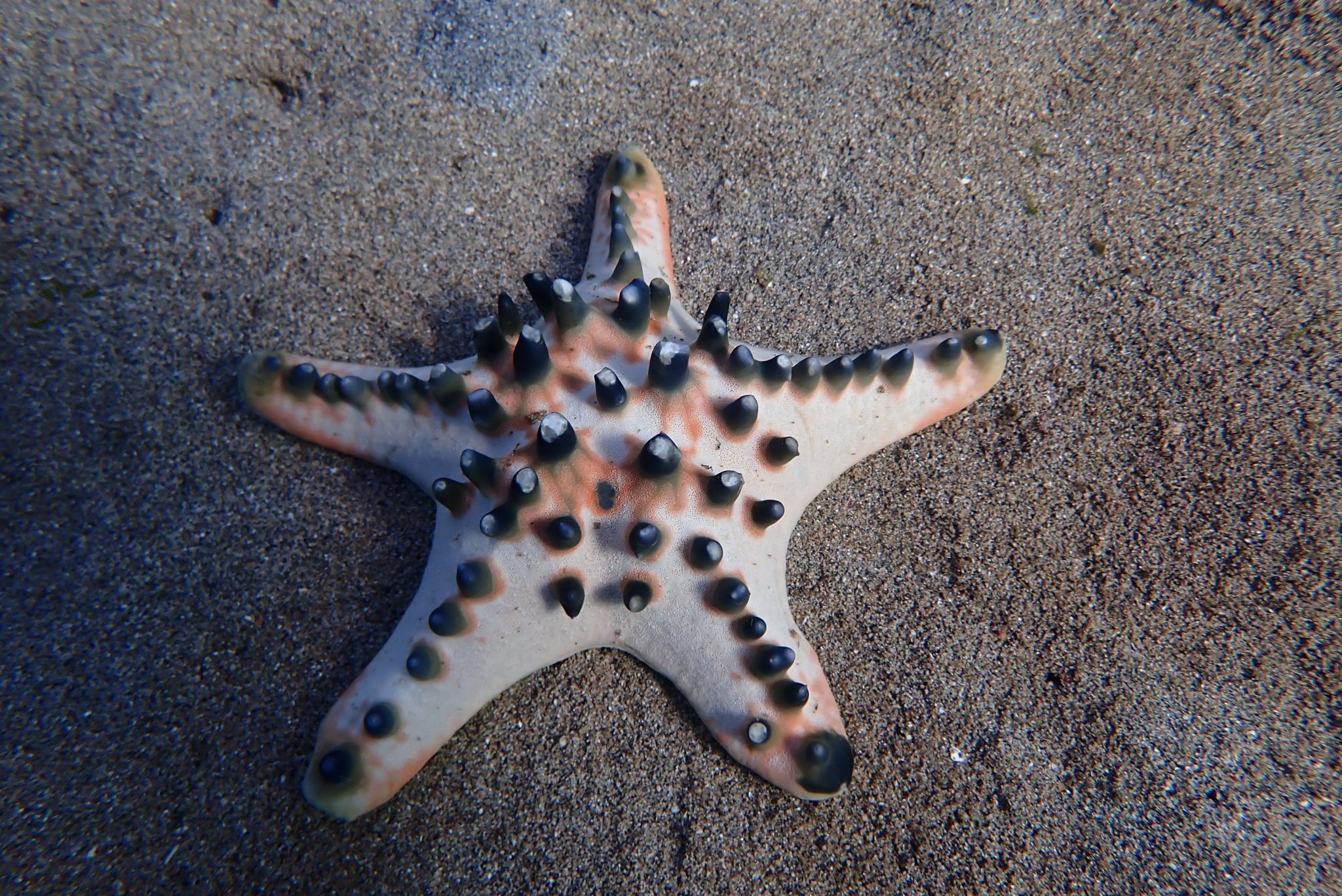 Did You Know? Bintang Laut - Balai Taman Nasional Bunaken
